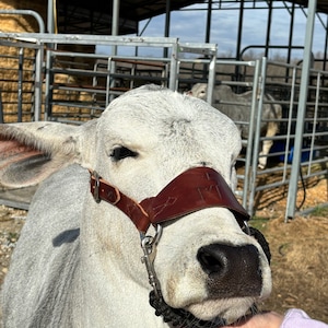 All Leather Cattle Show Halter - Etsy