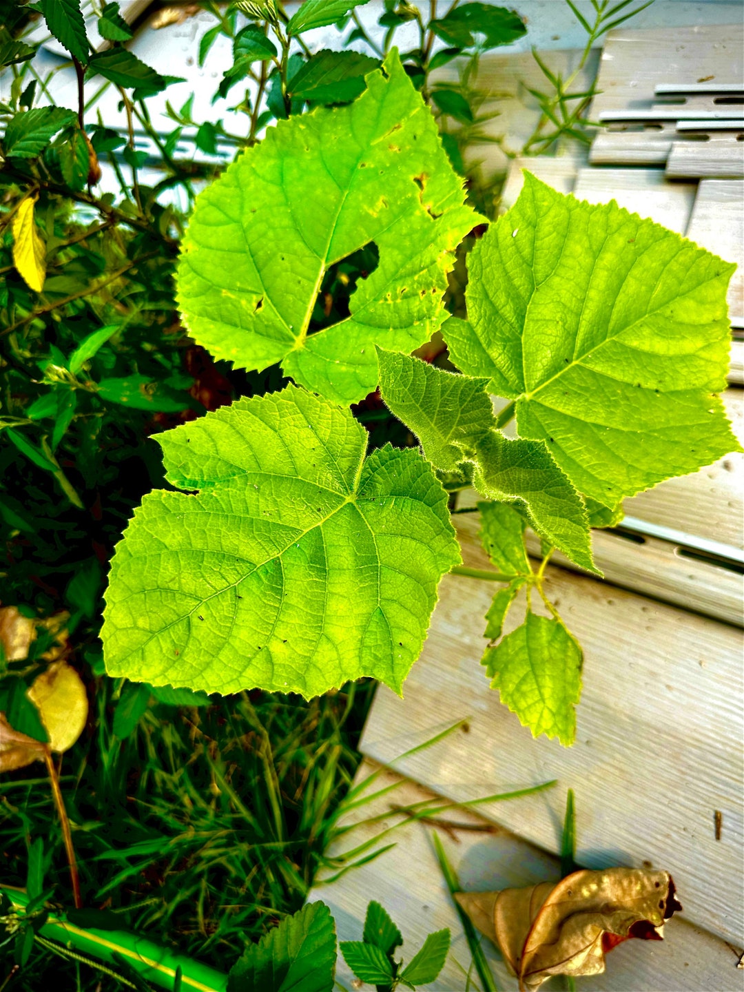 Live Princess Tree Seedling - Etsy