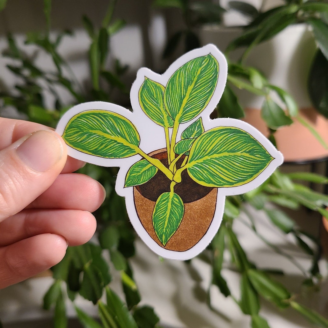 Philodendron Birkin Sticker - Etsy