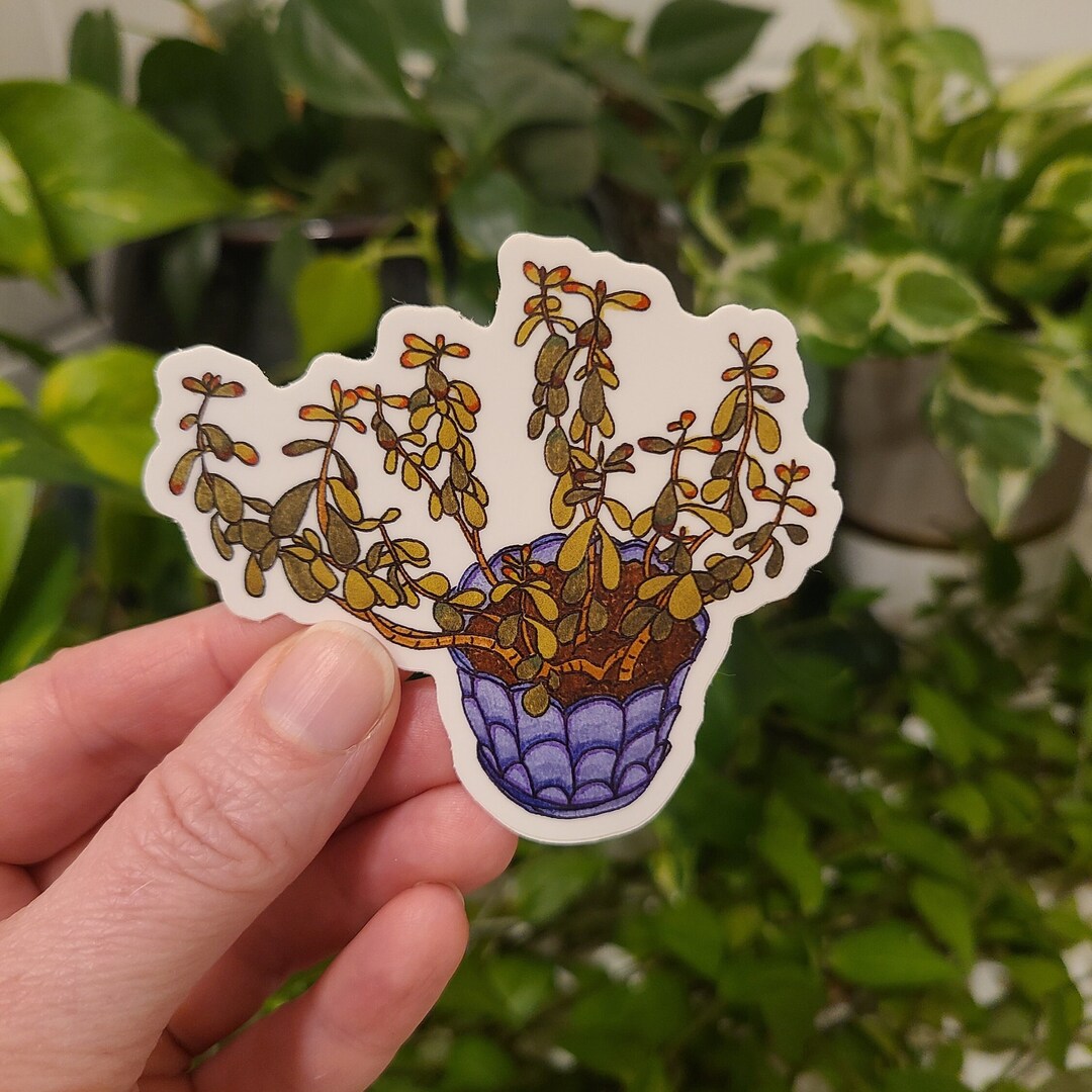 Jade Plant Sticker - Etsy
