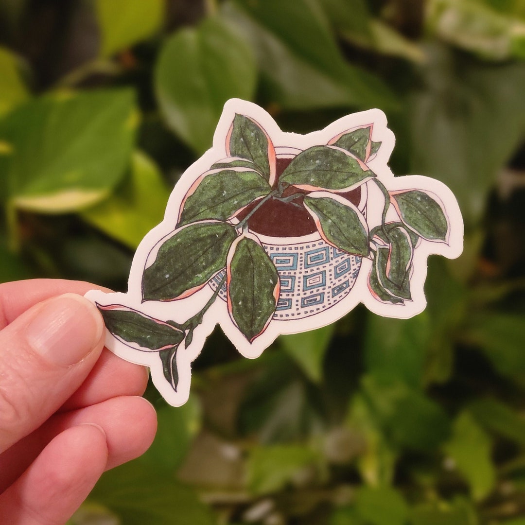 Crimson Queen Hoya Sticker - Etsy