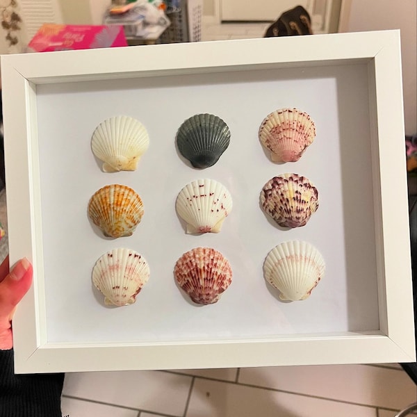 Seashell Shadow Box - Etsy