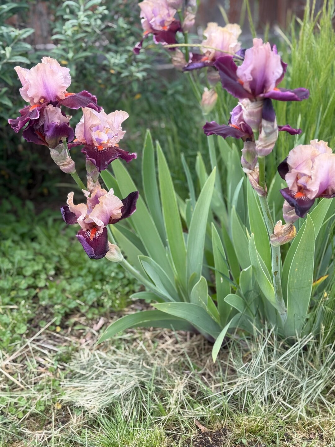 Pink Maroon Tall Bearded Iris Rhizome Bulb - Etsy