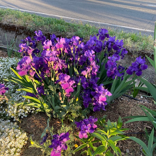Dwarf Iris - Etsy