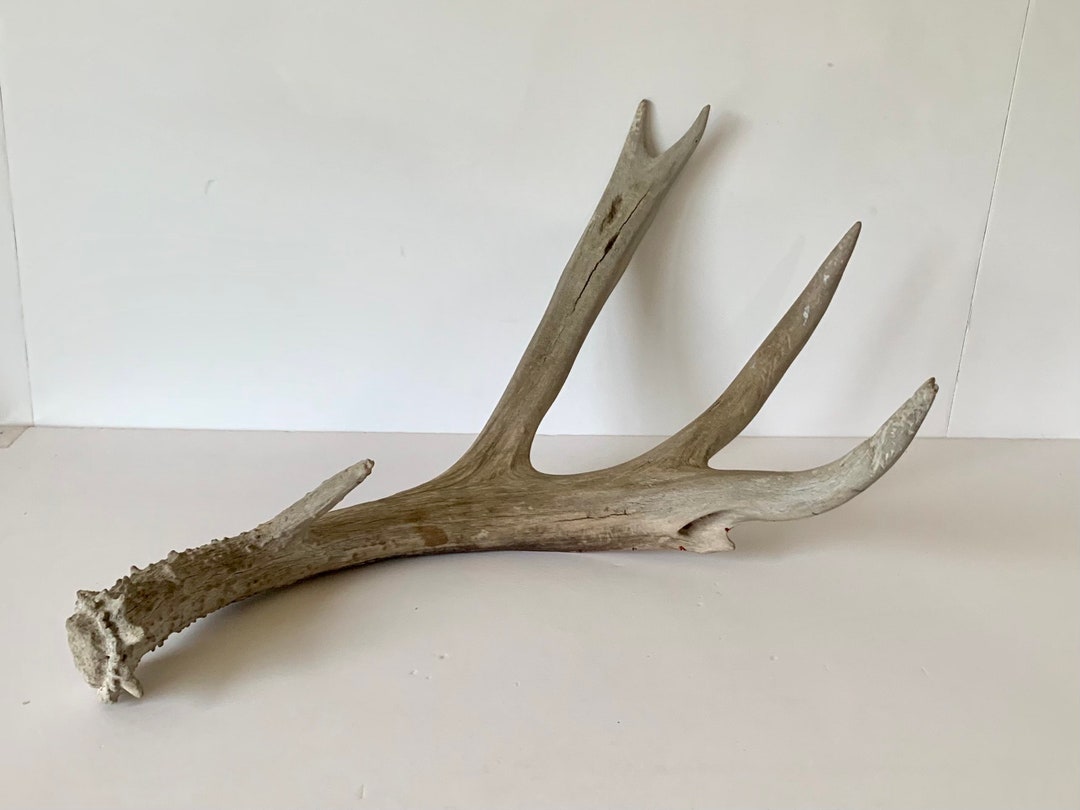 Deer Antler Handmade Cribbage Board Combo Rustic Bar Decor Mancave ...