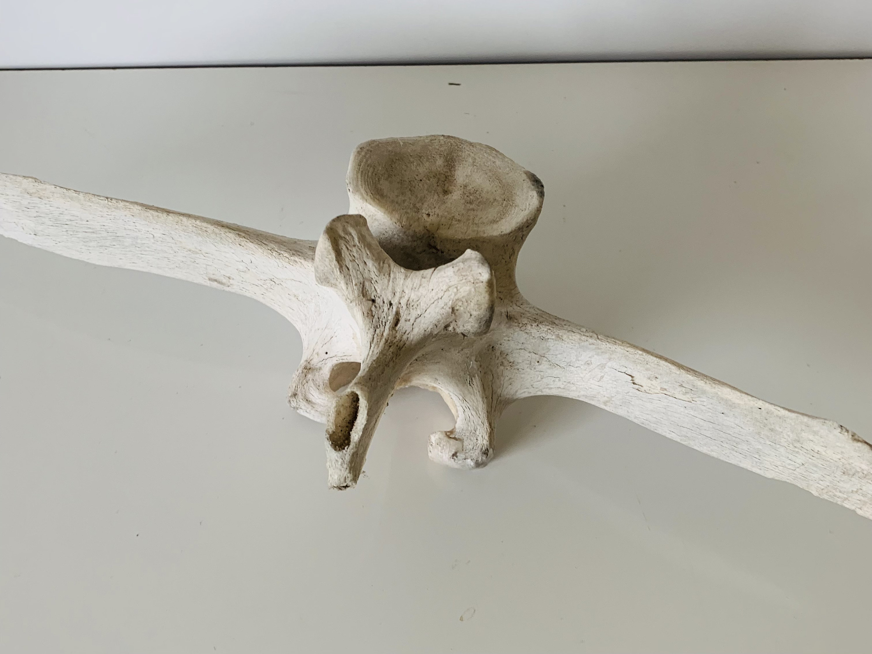 Cow Vertebrae Bone Cleaned Naturally Mancave Bar Decor Rustic Country ...