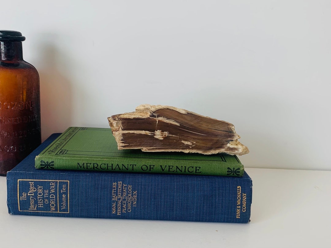 Petrified Wood Limb Cast Office Decor Home Decor Book Shelf Natural ...