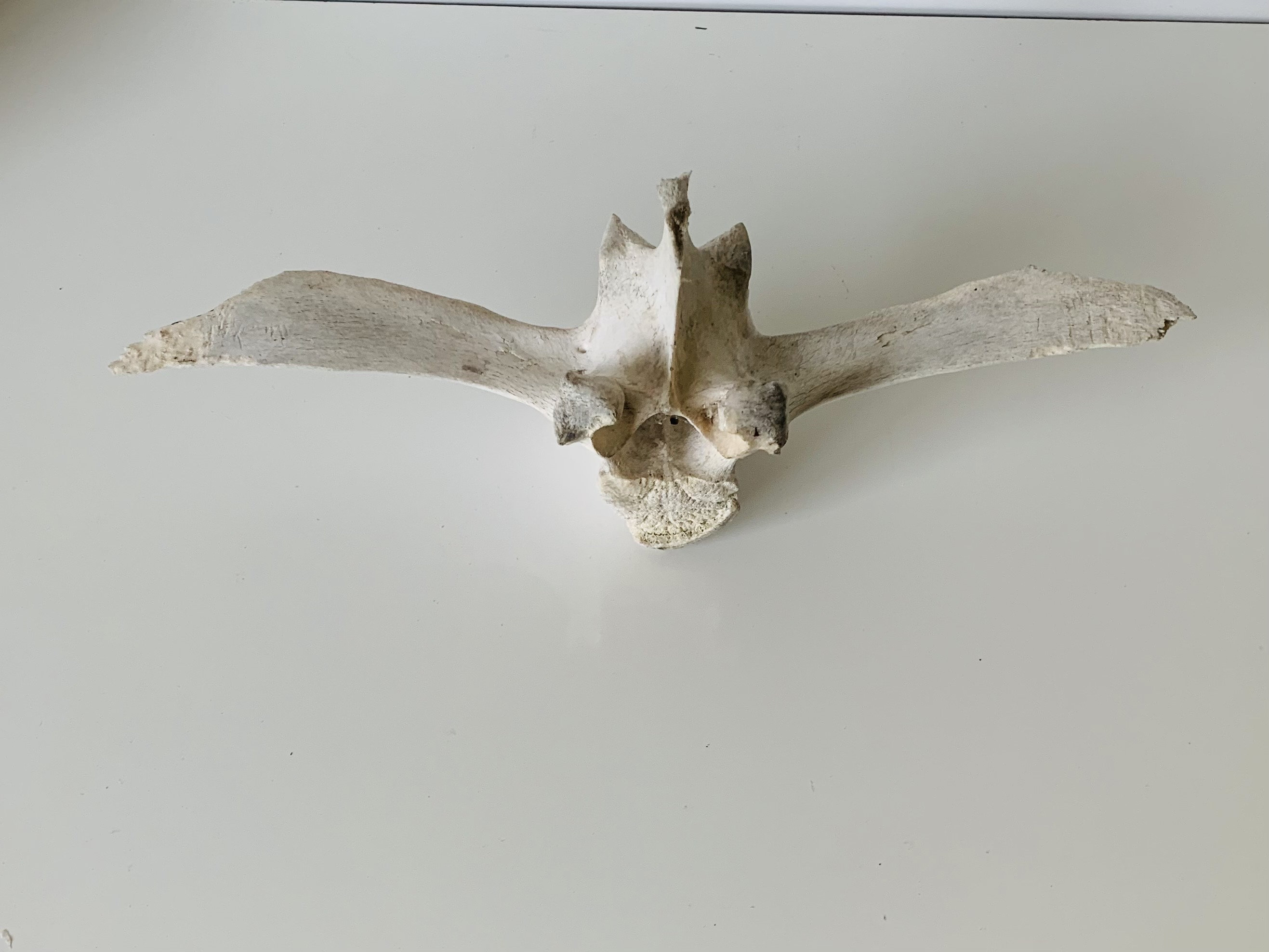 Cow Vertebrae Bone Cleaned Naturally Mancave Bar Decor Rustic Country ...