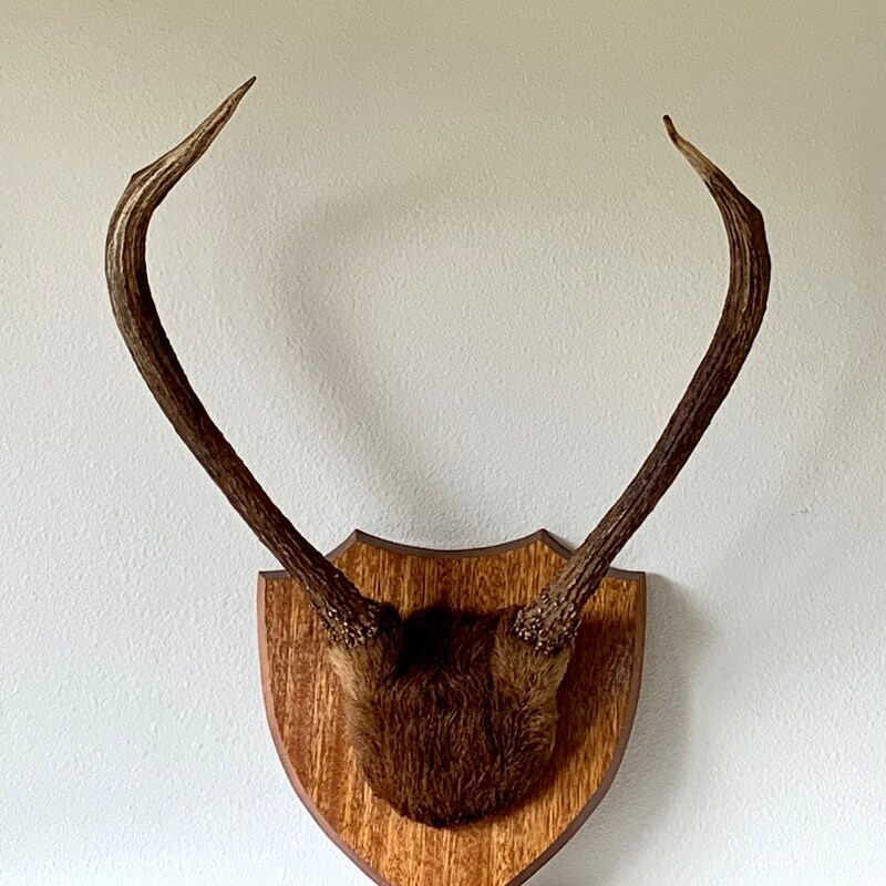 Antler Wall Rack - Etsy