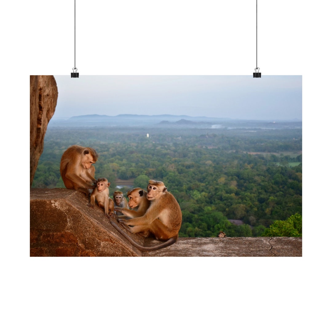 Monkey Digital Print, Monkey Family Photography, Monkey Art Print ...