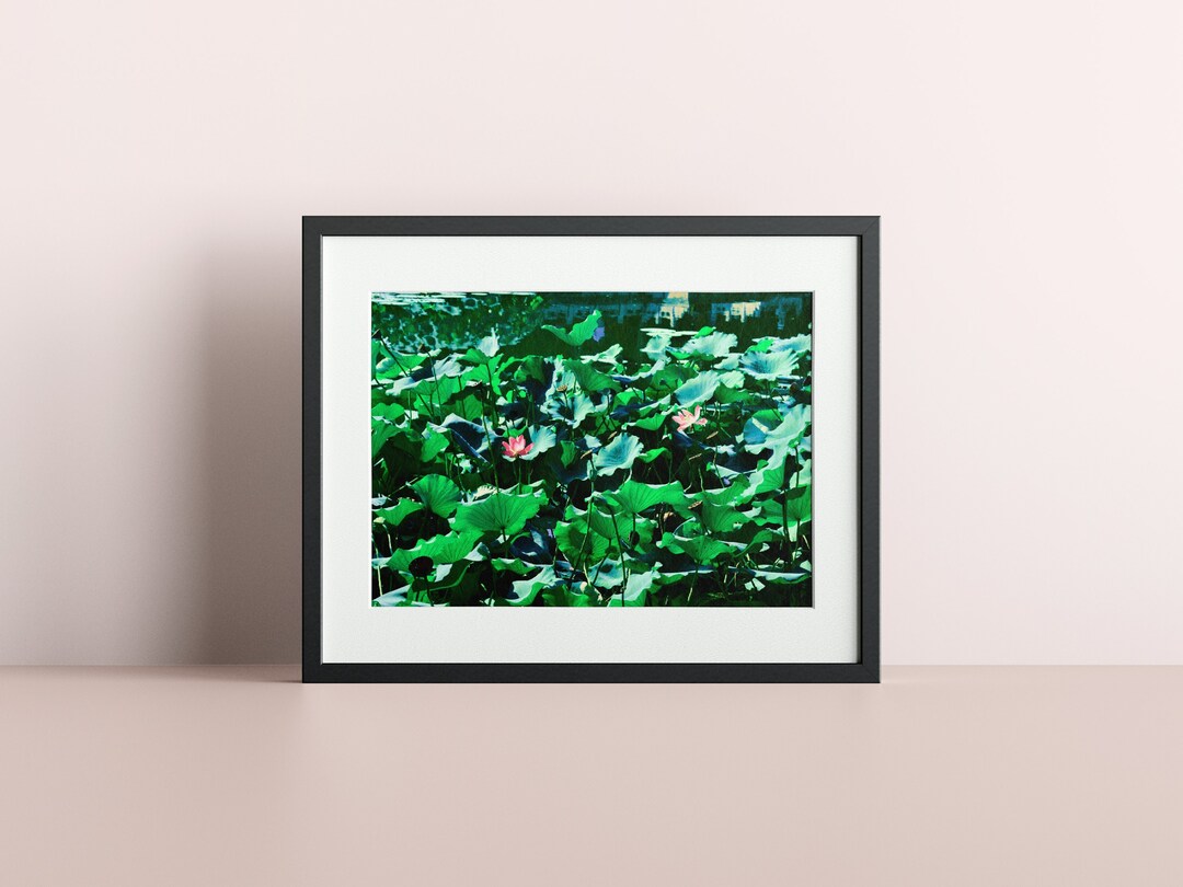 Green Lotus Wall Art, Waterlilies Photography, Lotus Digital Print ...