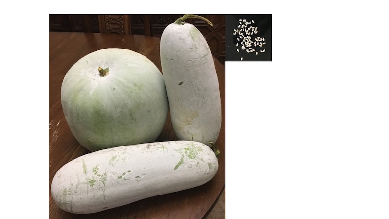 Winter Melon Seeds (ash Gourd), 24 Seeds per Packet - Etsy