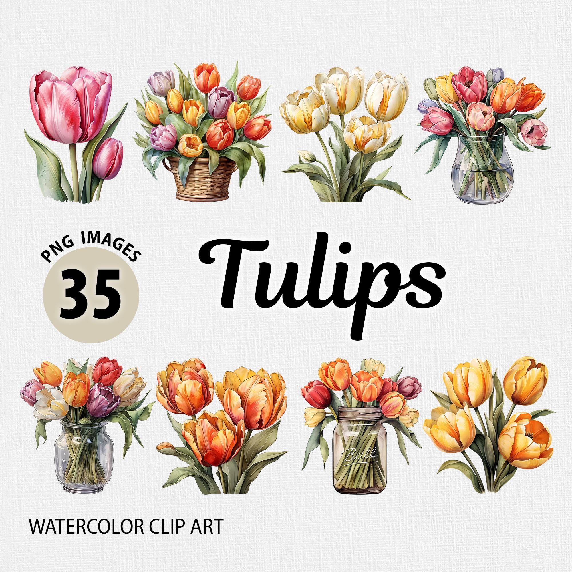Watercolor Tulip PNG Clipart Bundle, Tulip Clipart, Floral Clipart ...