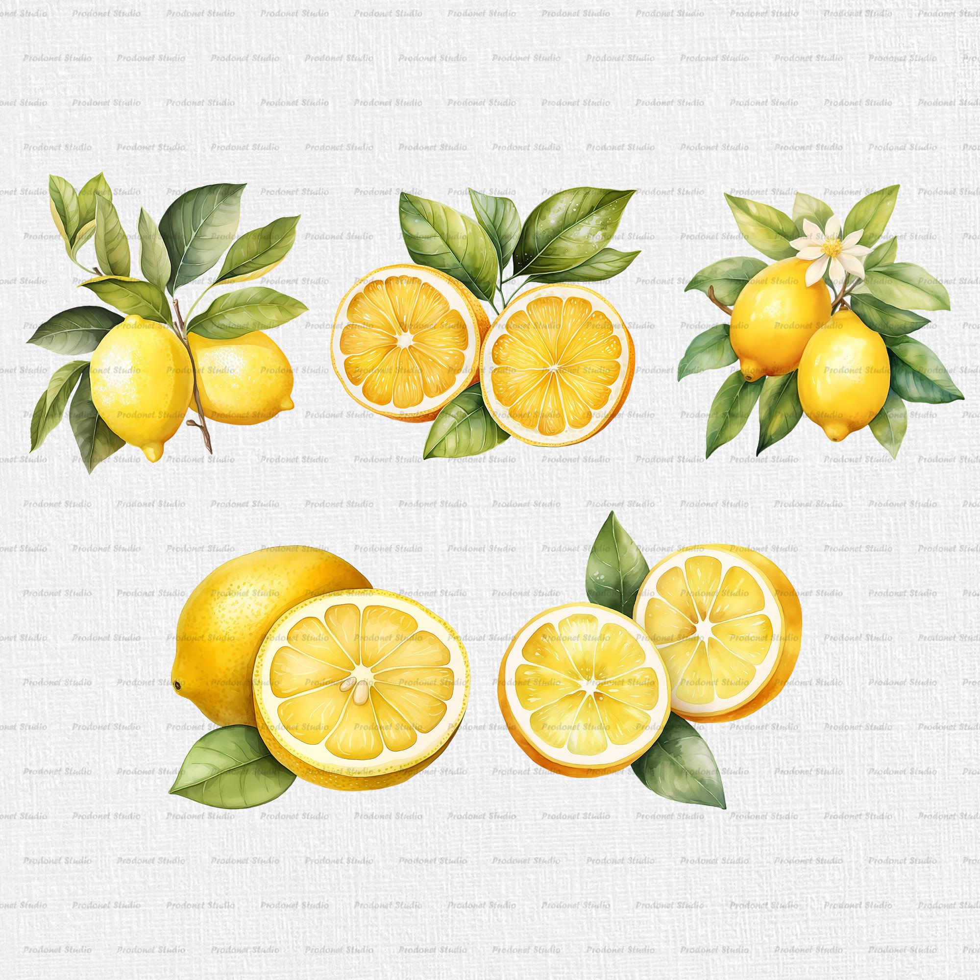 Watercolor Lemon PNG Clipart Bundle, Watercolor Lemons, Lime PNG ...