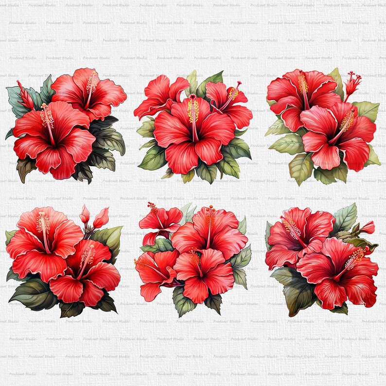 Watercolor Red Hibiscus PNG Clipart Bundle, Watercolor Hibiscus PNG ...