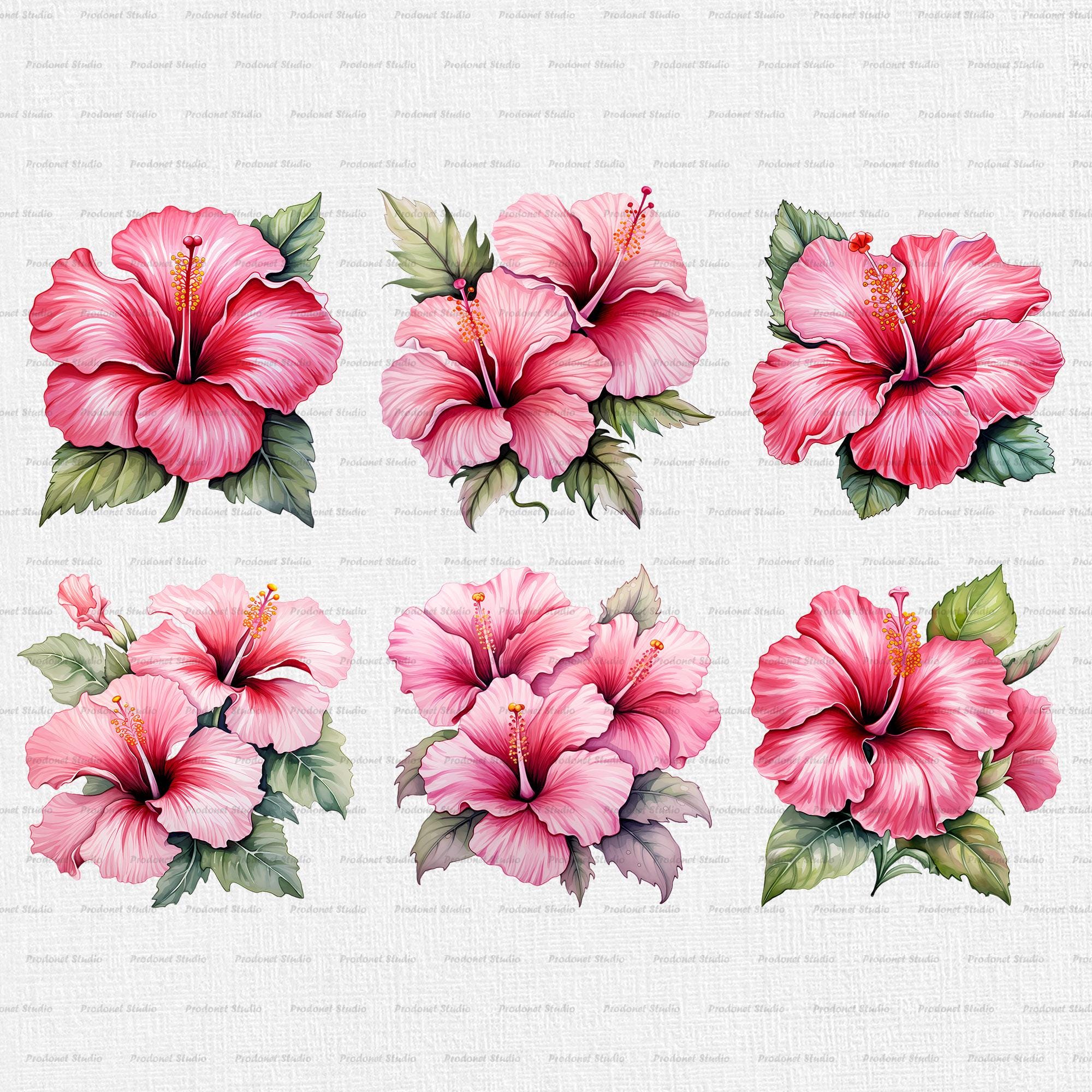 Watercolor Pink Hibiscus PNG Clipart Bundle, Watercolor Hibiscus PNG ...