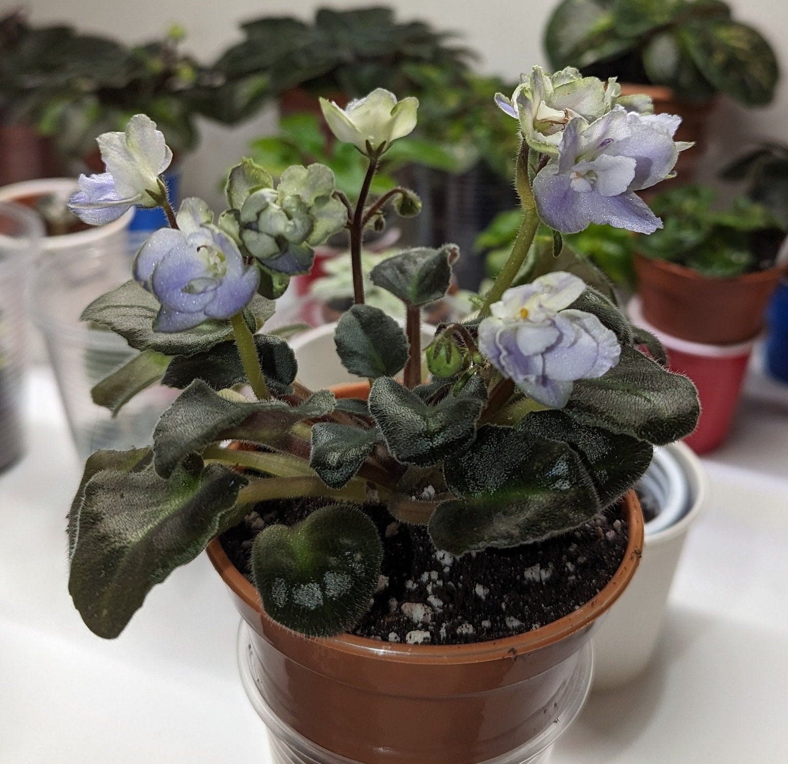 African Violet LE 'goluboj Liutik / Goluboy Lyutik / - Etsy UK