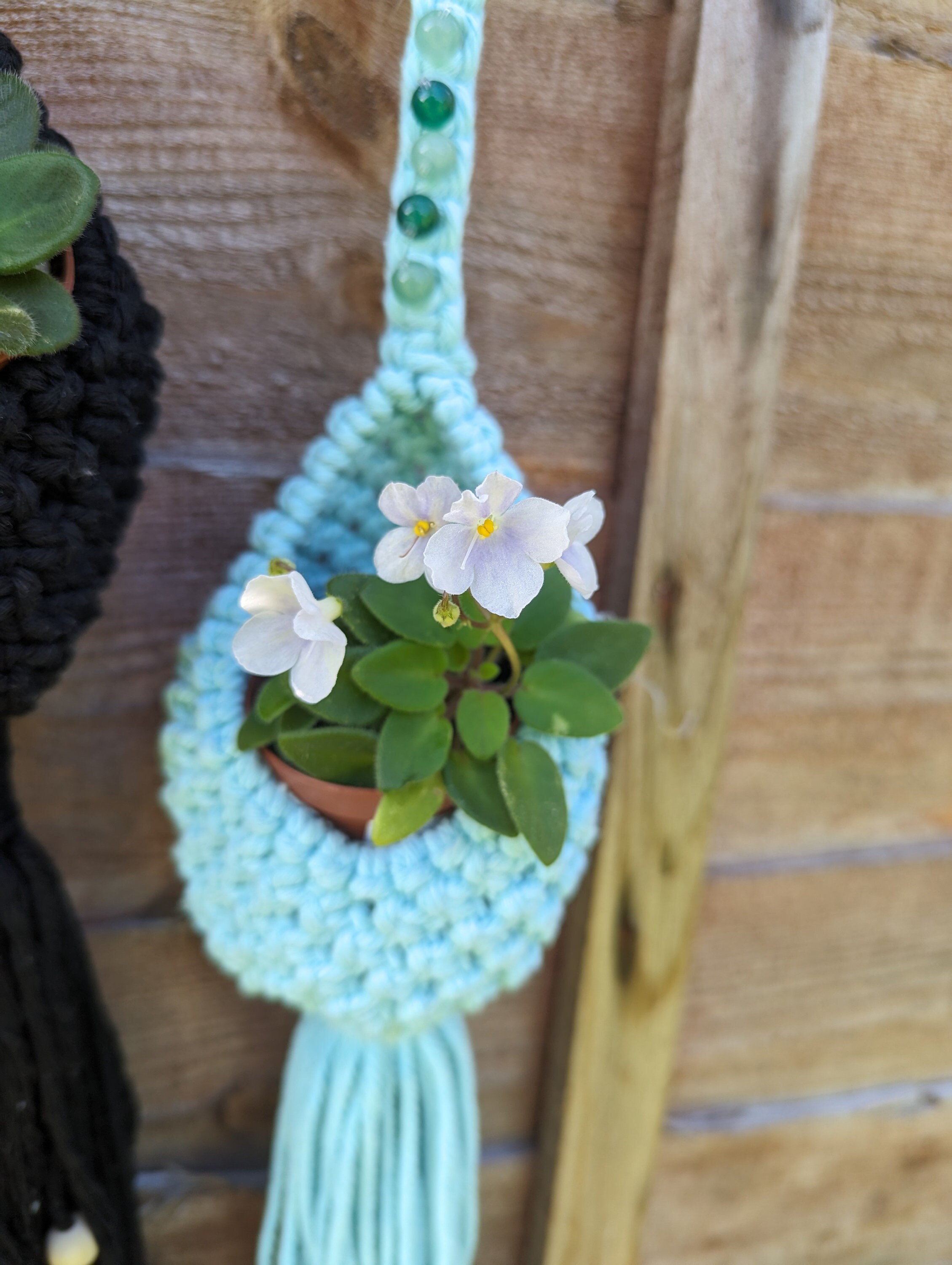 African Violet Chantaspring (sport) - Fresh Cut Leaves and Starter ...