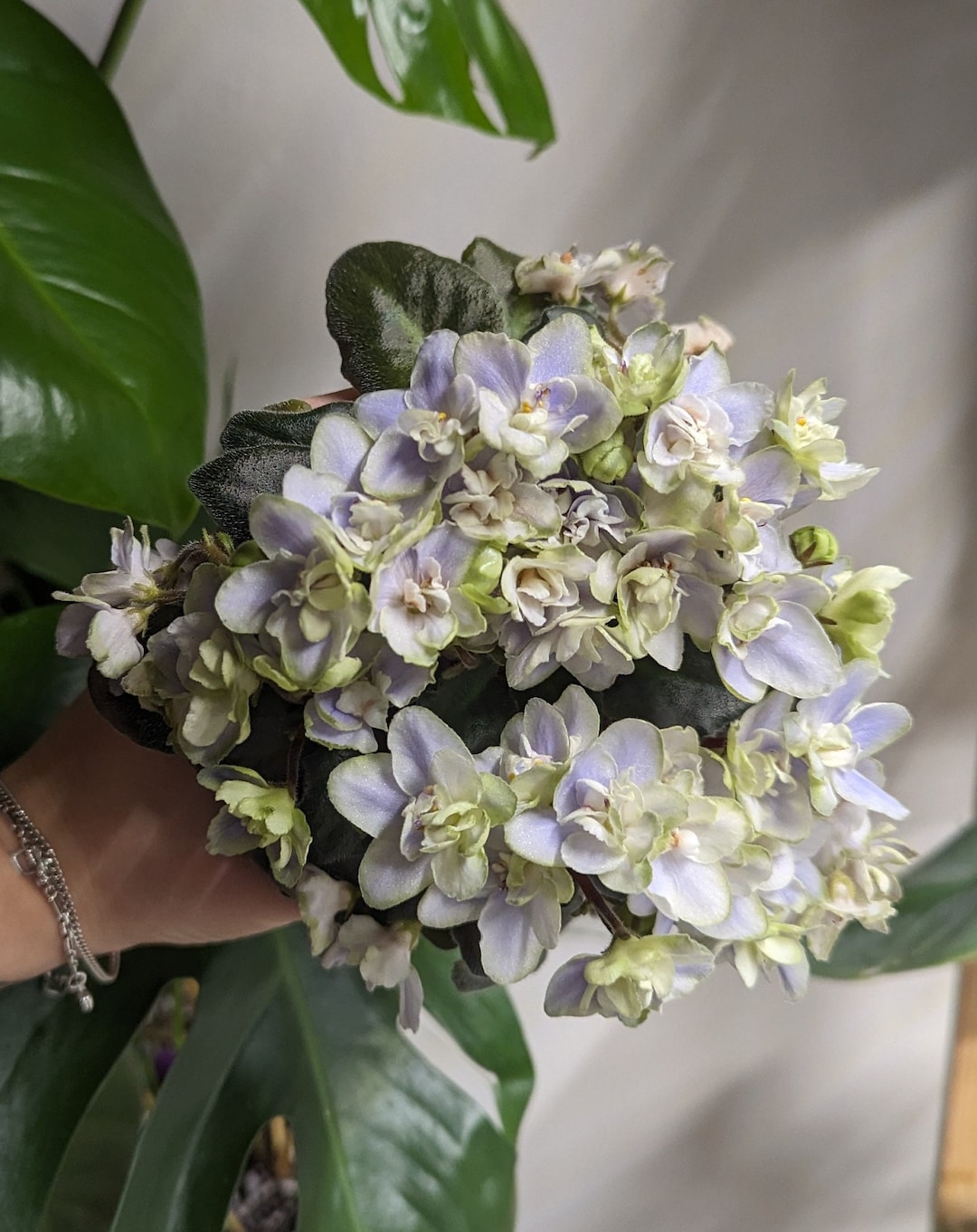 African Violet LE 'goluboj Liutik / Goluboy Lyutik / ЛЕ-Голубой лютик / Blue Buttercup - Etsy UK