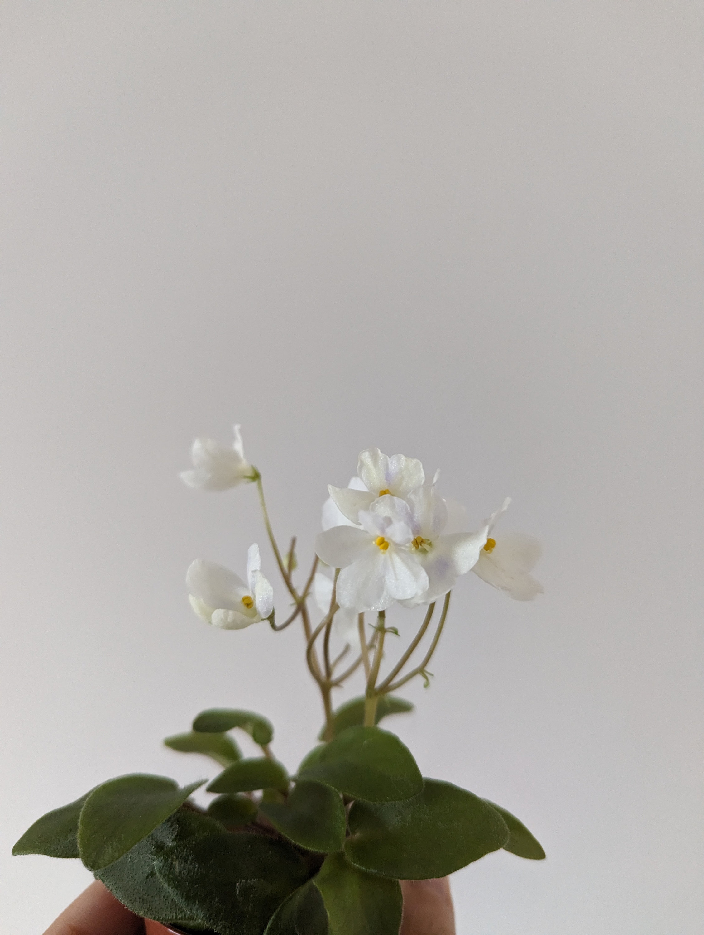 African Violet Chantaspring (sport) - Fresh Cut Leaves and Starter ...
