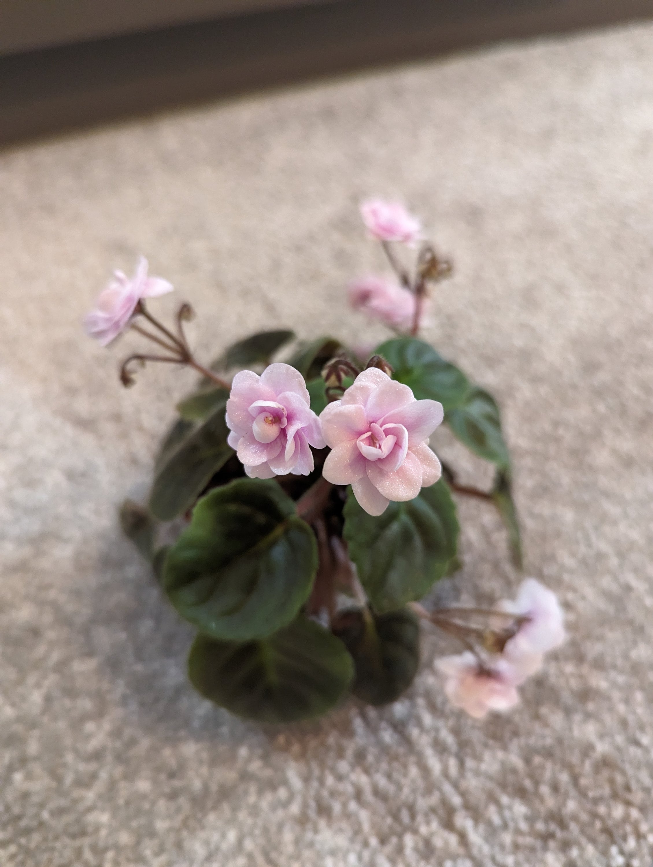 African Violet Rob's Vanilla Trail - Fresh Cut Leaves and Starter ...