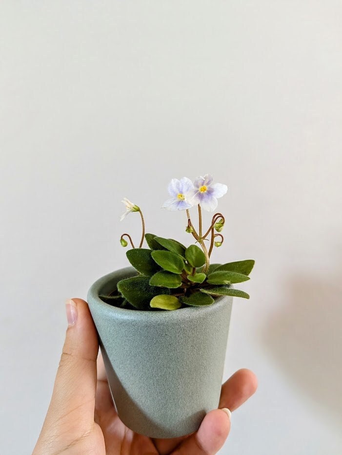 African Violet Chantaspring (sport) - Fresh Cut Leaves and Starter ...
