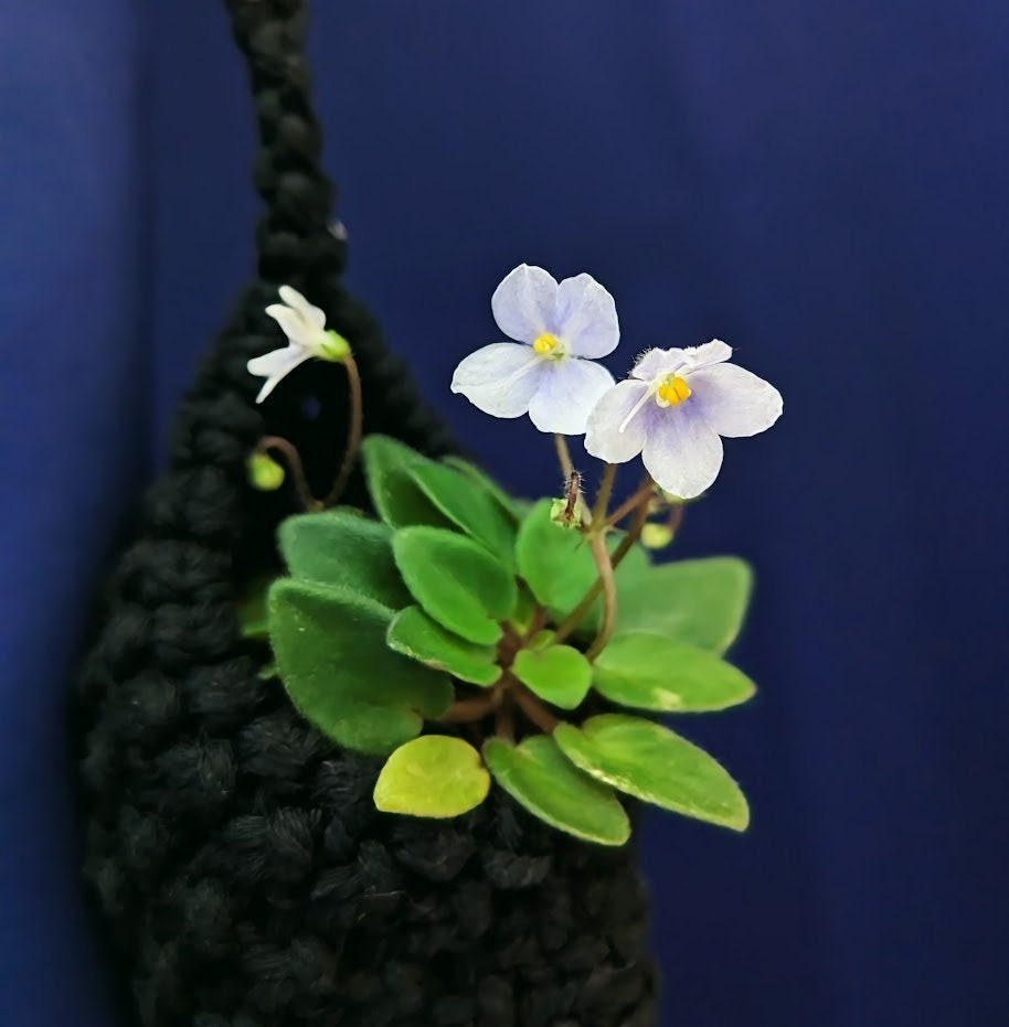 African Violet Chantaspring (sport) - Fresh Cut Leaves and Starter ...