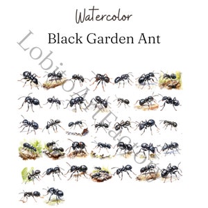 Watercolor Black Garden Ant Cliparts Bundle, PNG, 37 Illustrations ...