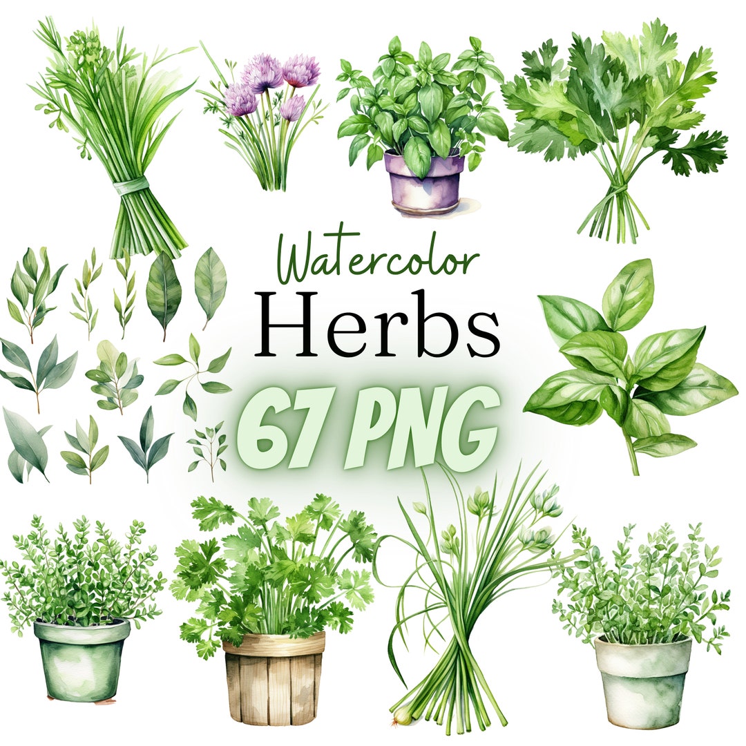 Watercolor Fresh Herb Cliparts, PNG, 67 Illustrations, Potted Plants ...