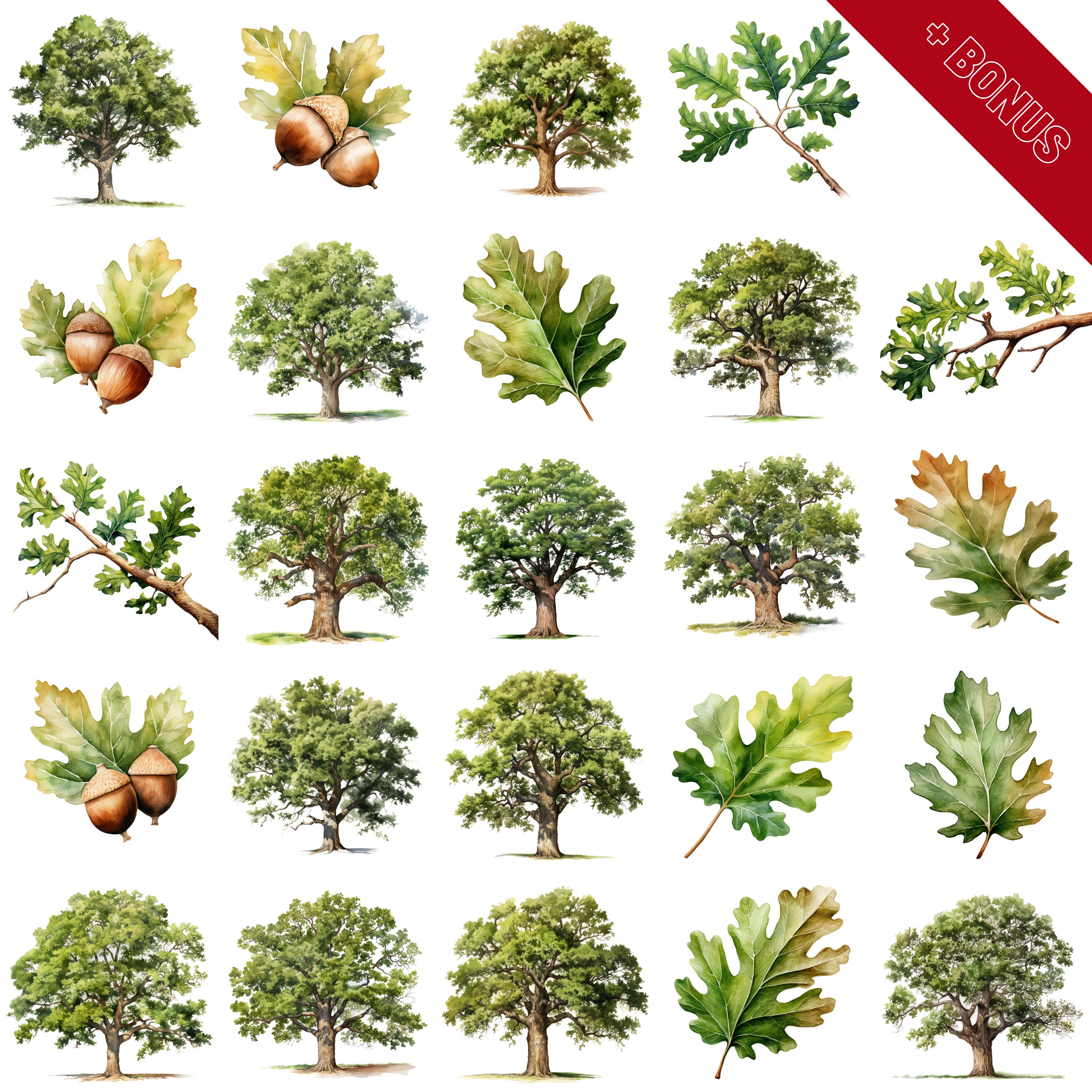 Watercolor Tree Cliparts Bundle, PNG, 137 Illustrations, Oak Trees ...