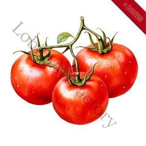 Watercolor Tomato Cliparts Bundle,45 PNG, Tomato, Tomatoes, Cocktail ...