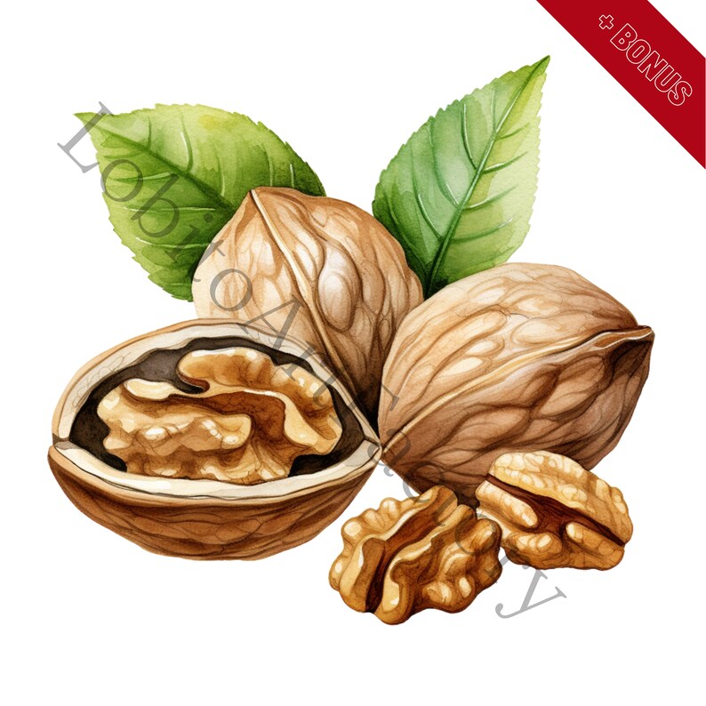 Watercolor Walnut Cliparts Bundle, PNG, 31 Illustrations, Walnuts ...