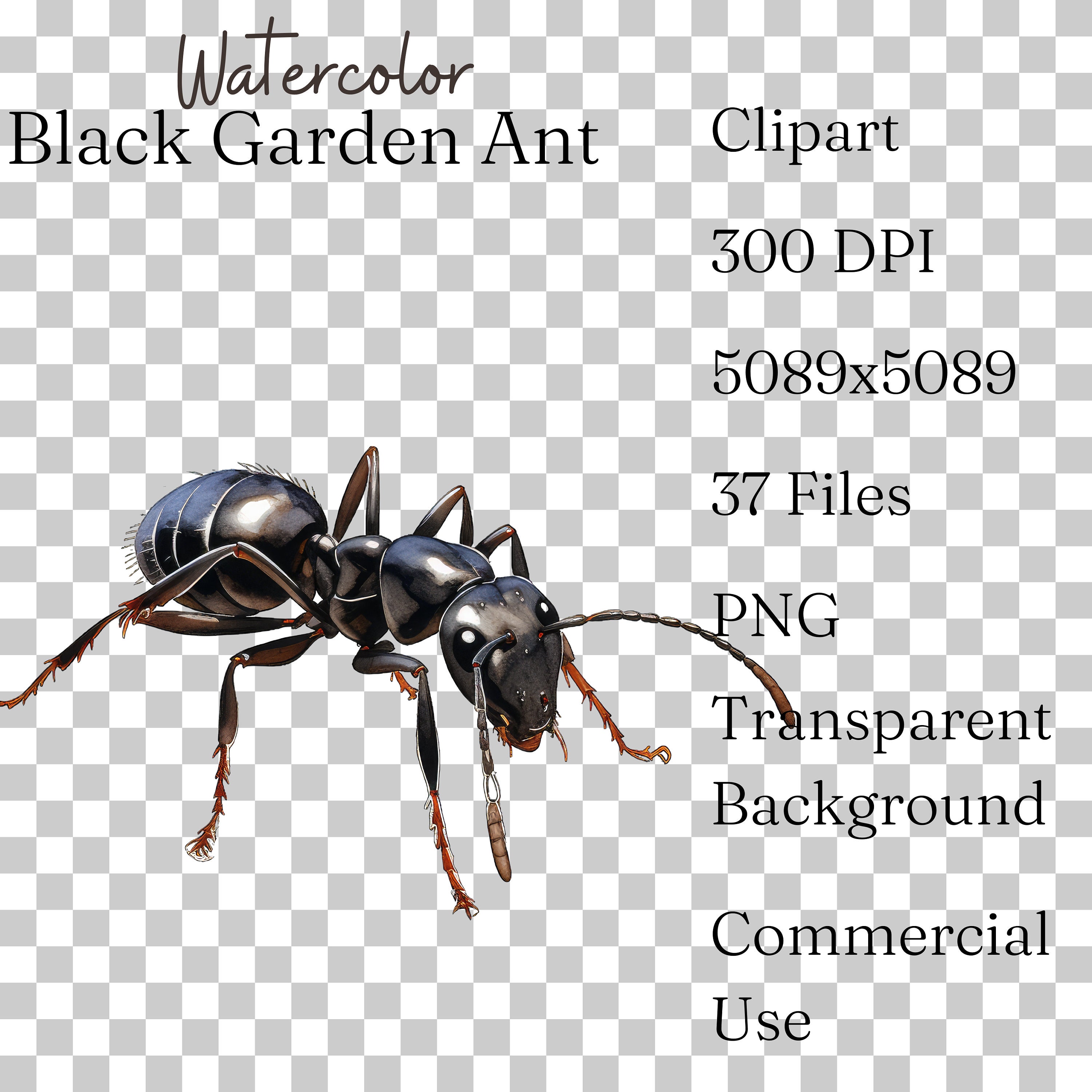 Watercolor Black Garden Ant Cliparts Bundle, PNG, 37 Illustrations ...