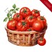 Watercolor Tomato Cliparts Bundle,45 PNG, Tomato, Tomatoes, Cocktail ...