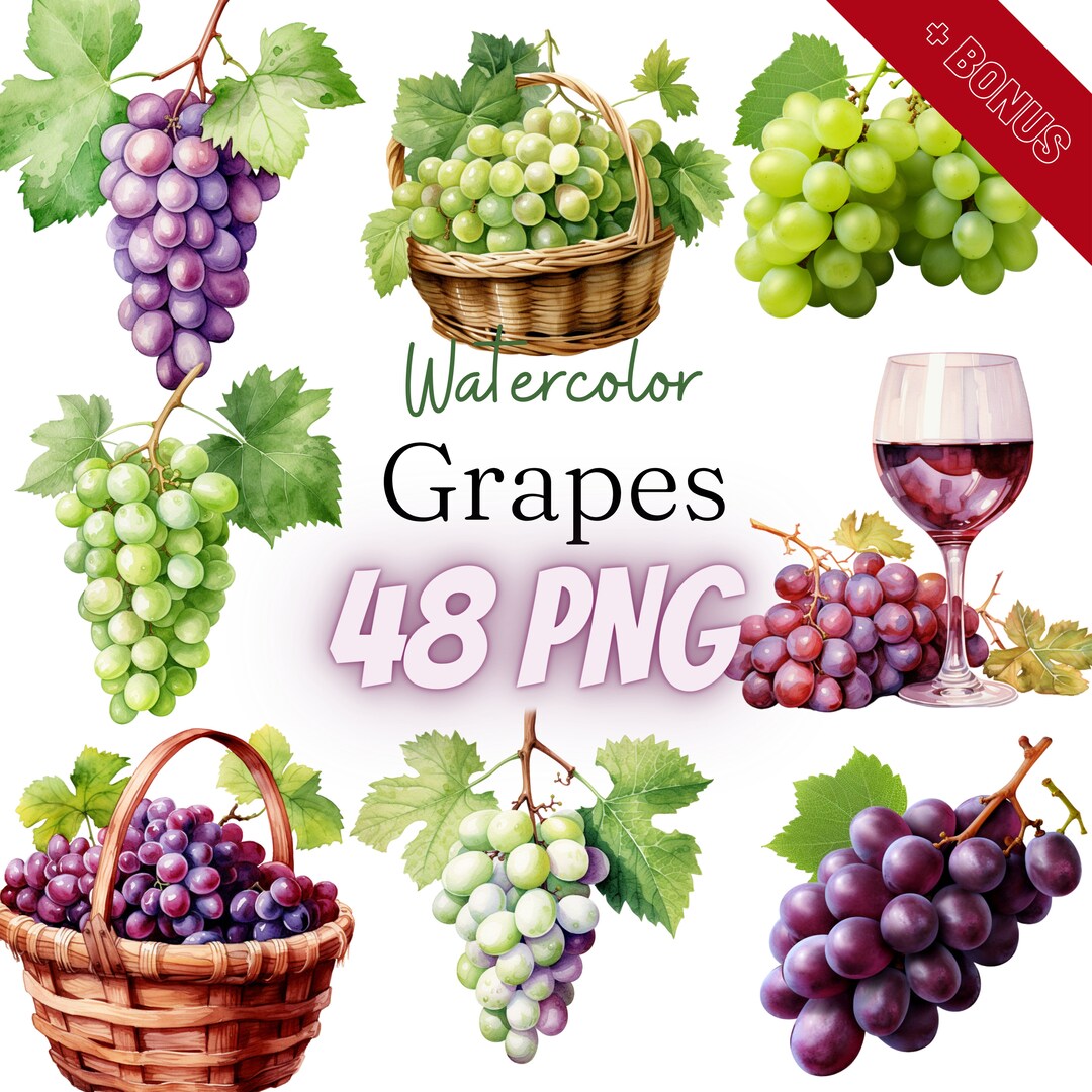 Watercolor Grapes Cliparts Bundle, Grape Clipart, Red Wine, Purple ...