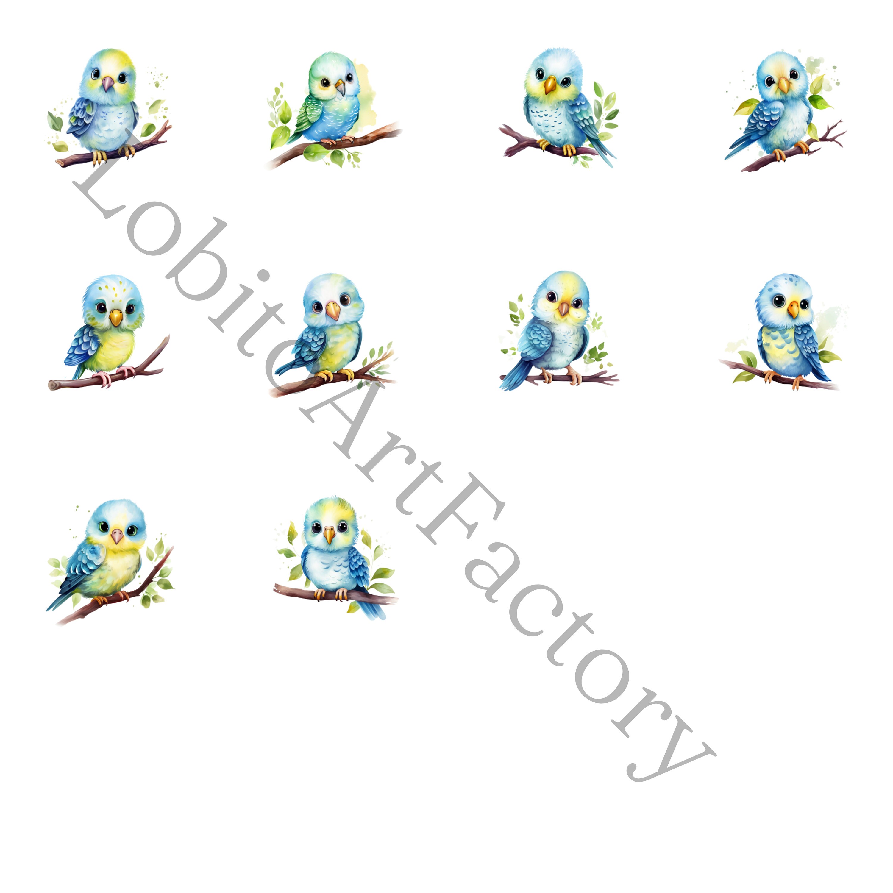 Watercolor Baby Parakeet, Clipart, Baby Budgerigar, Little Bird, Spring ...