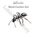 Watercolor Black Garden Ant Cliparts Bundle, PNG, 37 Illustrations ...