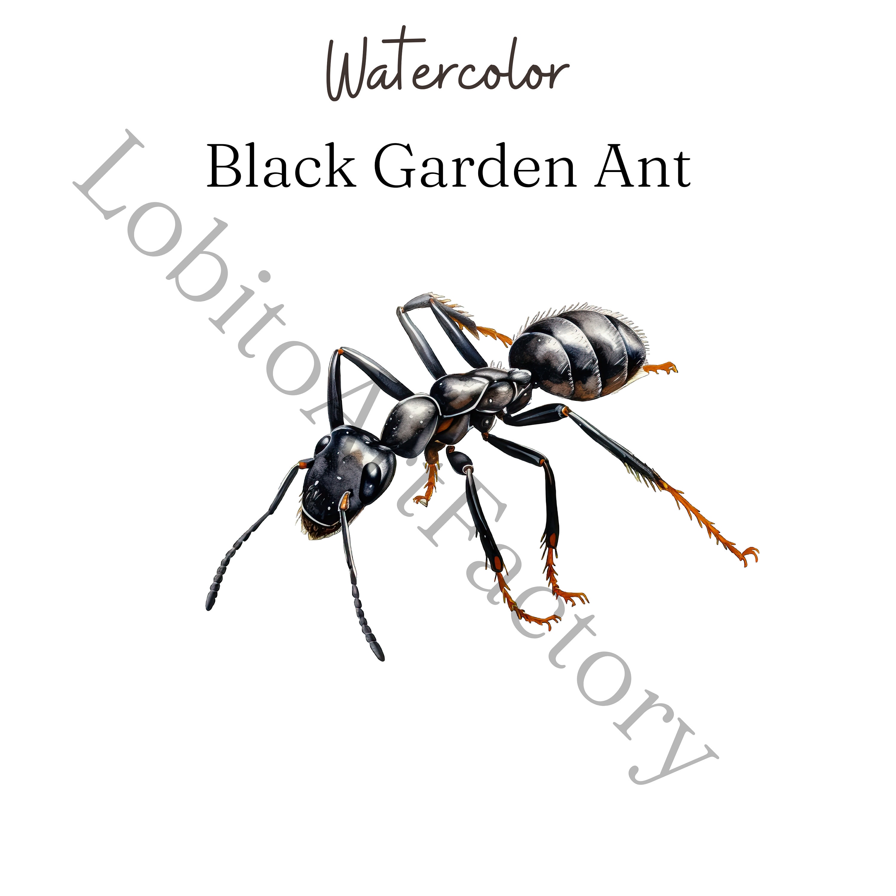 Watercolor Black Garden Ant Cliparts Bundle, PNG, 37 Illustrations ...