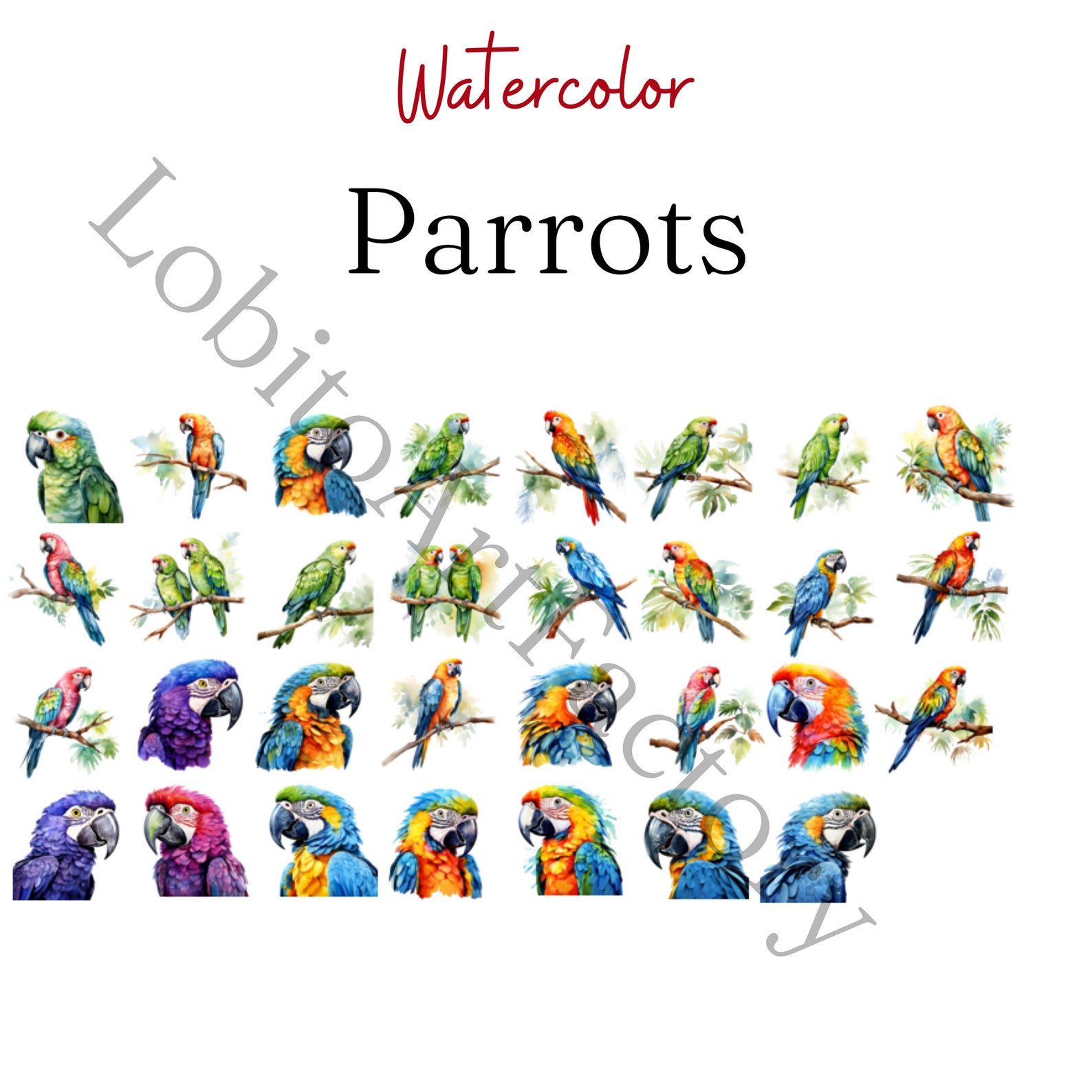 Watercolor Parrot Cliparts Bundle, PNG, 63 Illustrations, Colorful ...