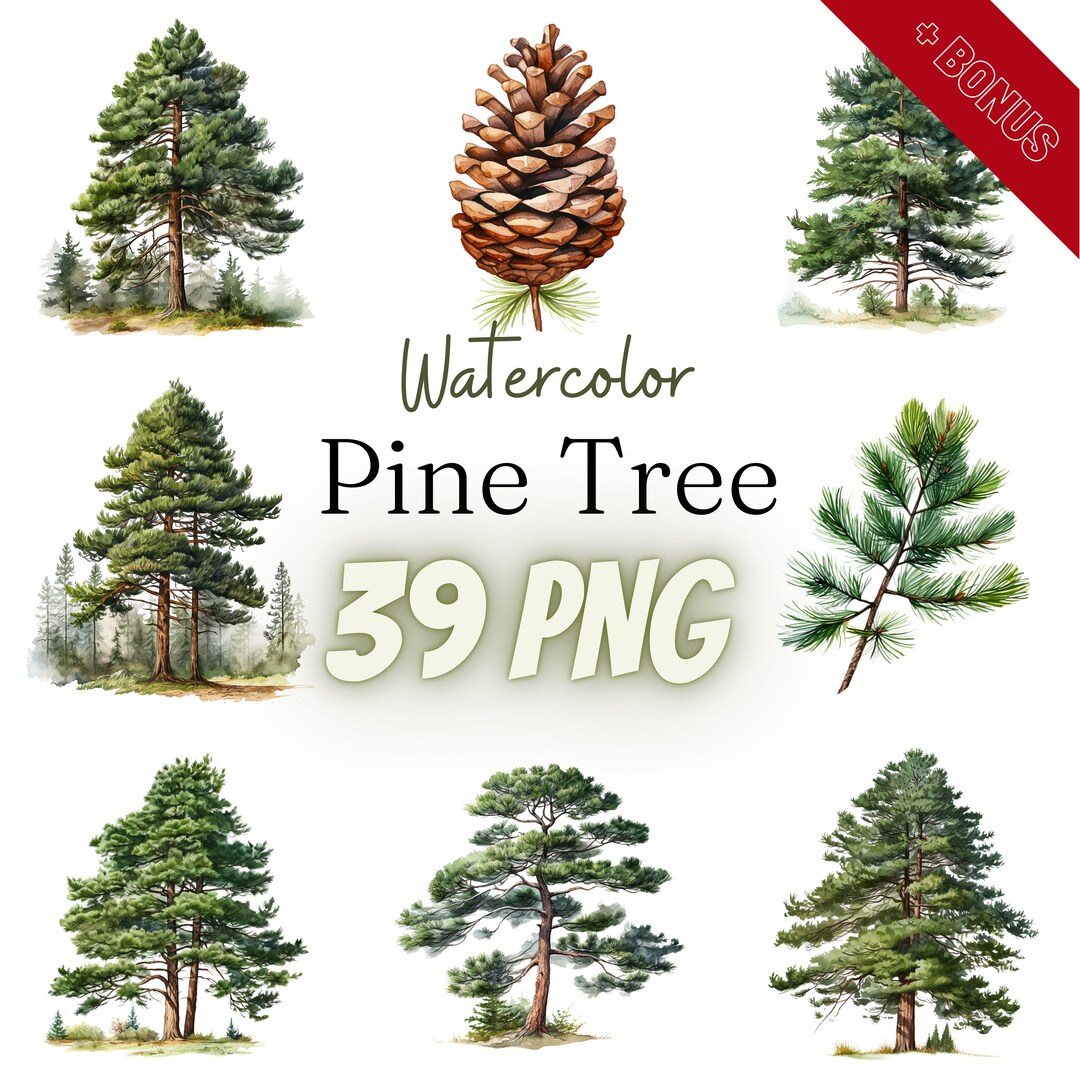 Watercolor Pine Tree Cliparts Bundle, PNG, 39 Illustrations, Pine Tree ...