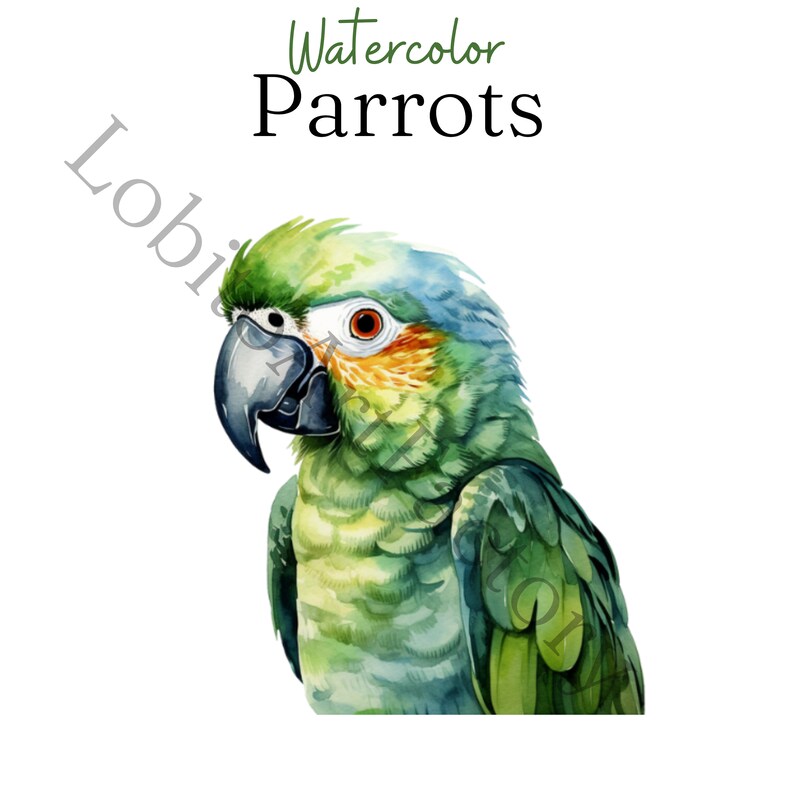 Watercolor Parrot Cliparts Bundle, PNG, 63 Illustrations, Colorful ...