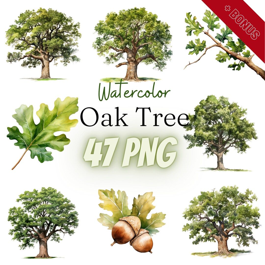 Watercolor Oak Tree Bundle, PNG, 47 Illustrations, Oak Trees, Oak ...