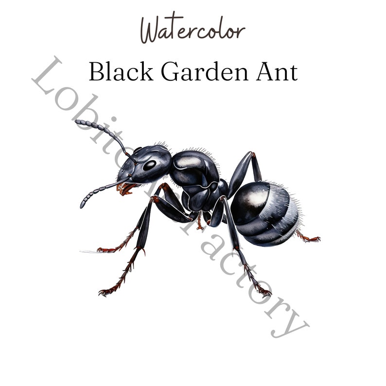 Watercolor Black Garden Ant Cliparts Bundle, PNG, 37 Illustrations ...