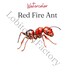 Watercolor Red Fire Ant Cliparts Bundle, PNG, 67 Illustrations ...