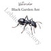 Watercolor Black Garden Ant Cliparts Bundle, PNG, 37 Illustrations ...