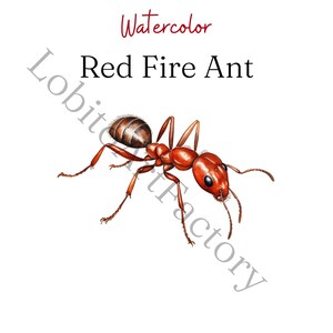 Watercolor Red Fire Ant Cliparts Bundle, PNG, 67 Illustrations ...