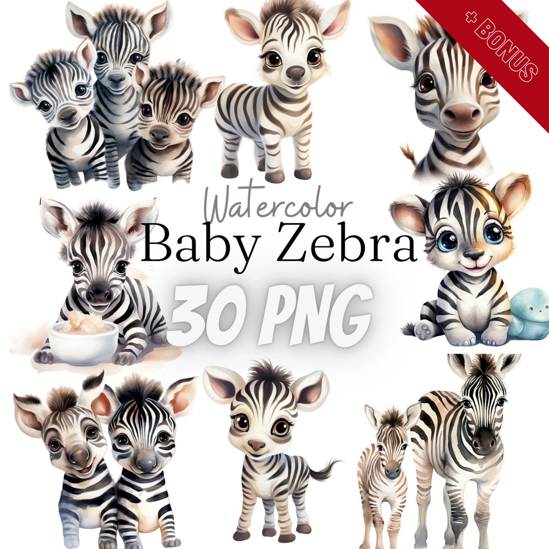Watercolor Baby Zebra Cliparts Bundle, 30 PNG, Watercolor Zebra ...