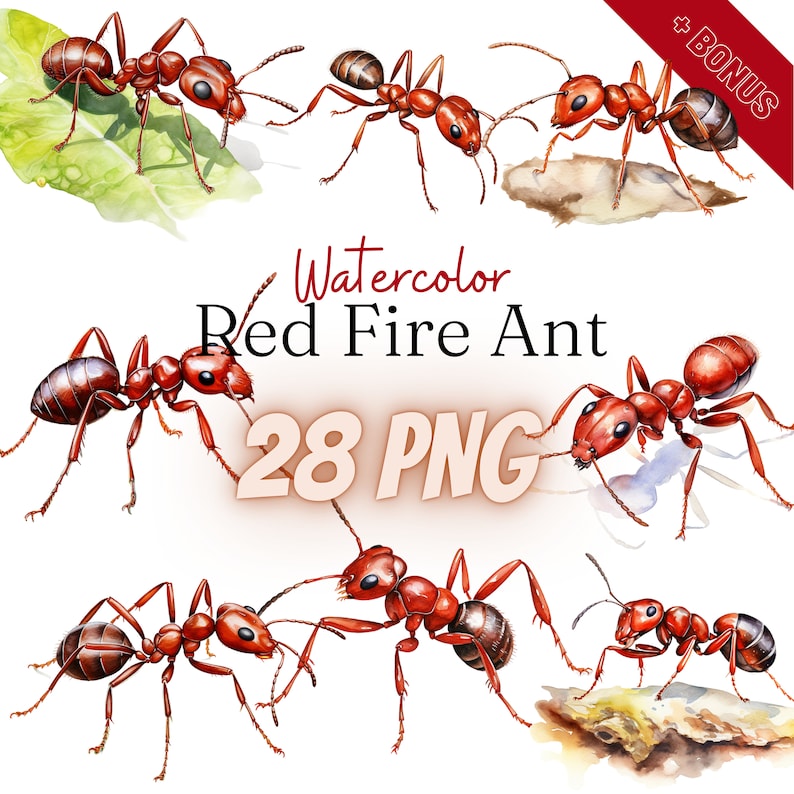 Watercolor Red Fire Ant Cliparts Bundle, PNG, 67 Illustrations ...