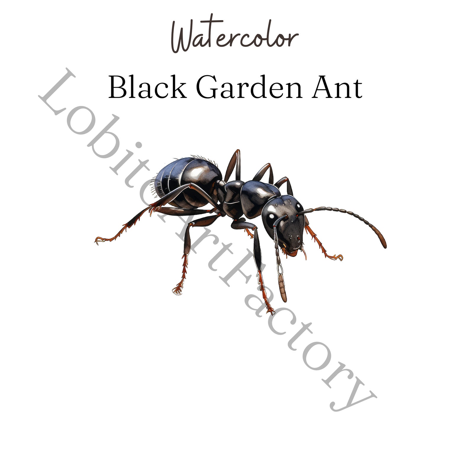 Watercolor Black Garden Ant Cliparts Bundle, PNG, 37 Illustrations ...