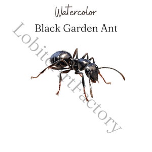 Watercolor Black Garden Ant Cliparts Bundle, PNG, 37 Illustrations ...